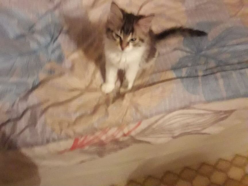 Найдена кошка