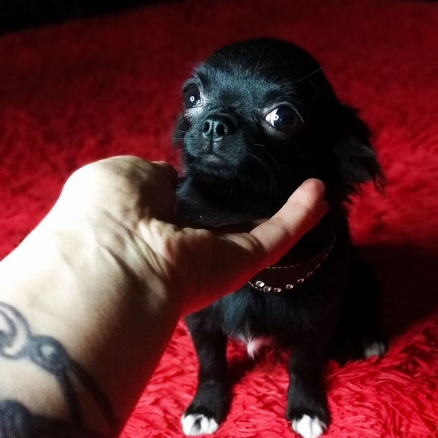 Чихуахуа.Мальчик