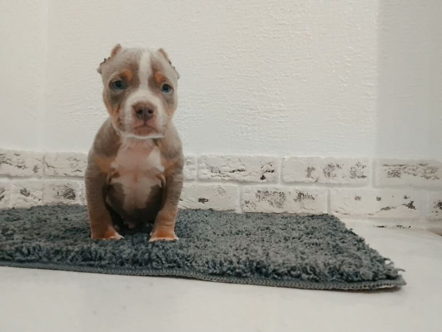 Американский булли, маленький принц