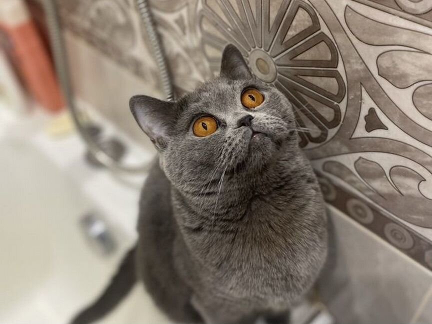 Британская кошка бесплатно