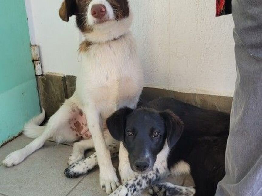 Собака в добрые руки 11 месяцев стерилизованная