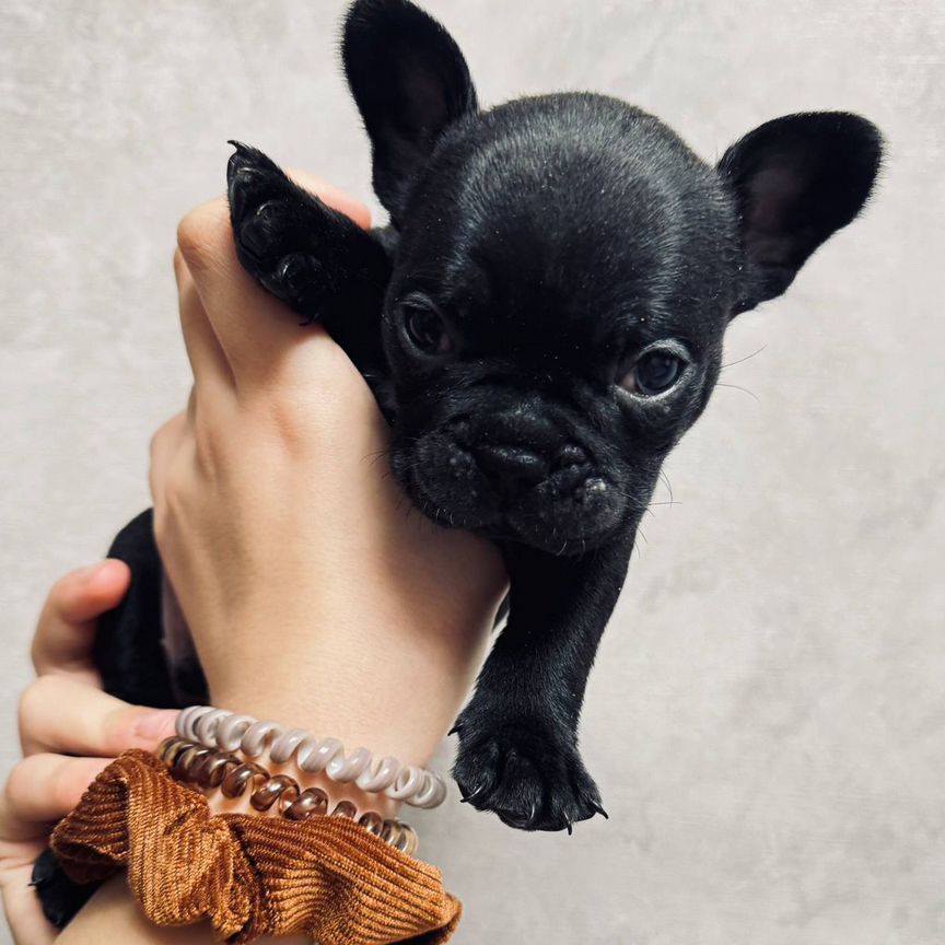 Французский бульдог, щенок