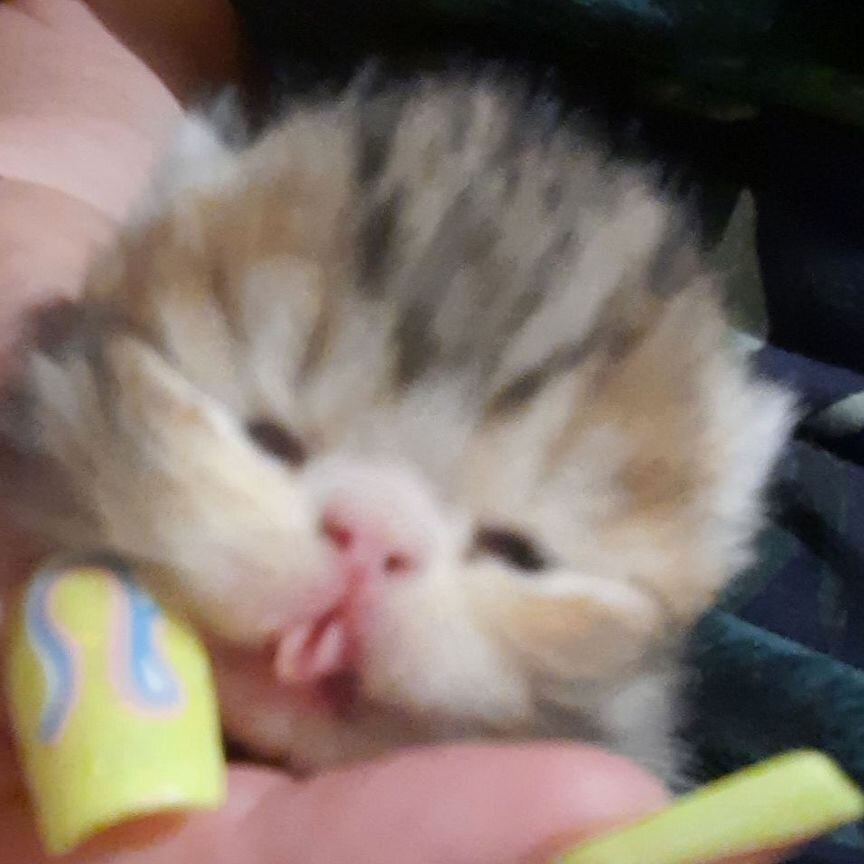 Персидские котята экзоты