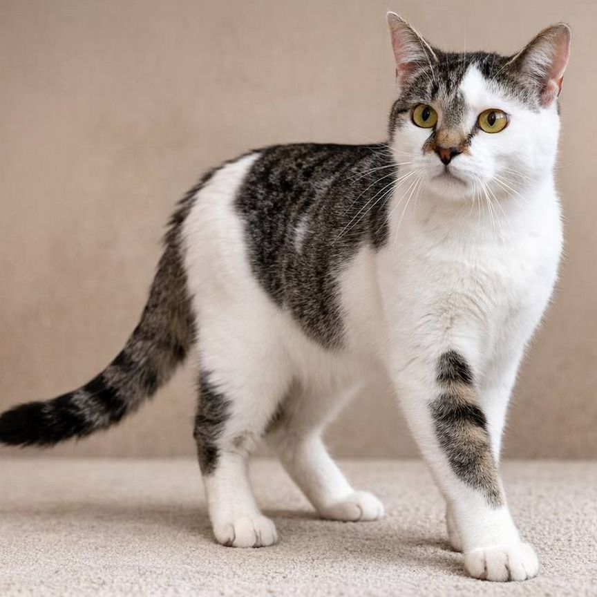 Взрослый кот в добрые руки