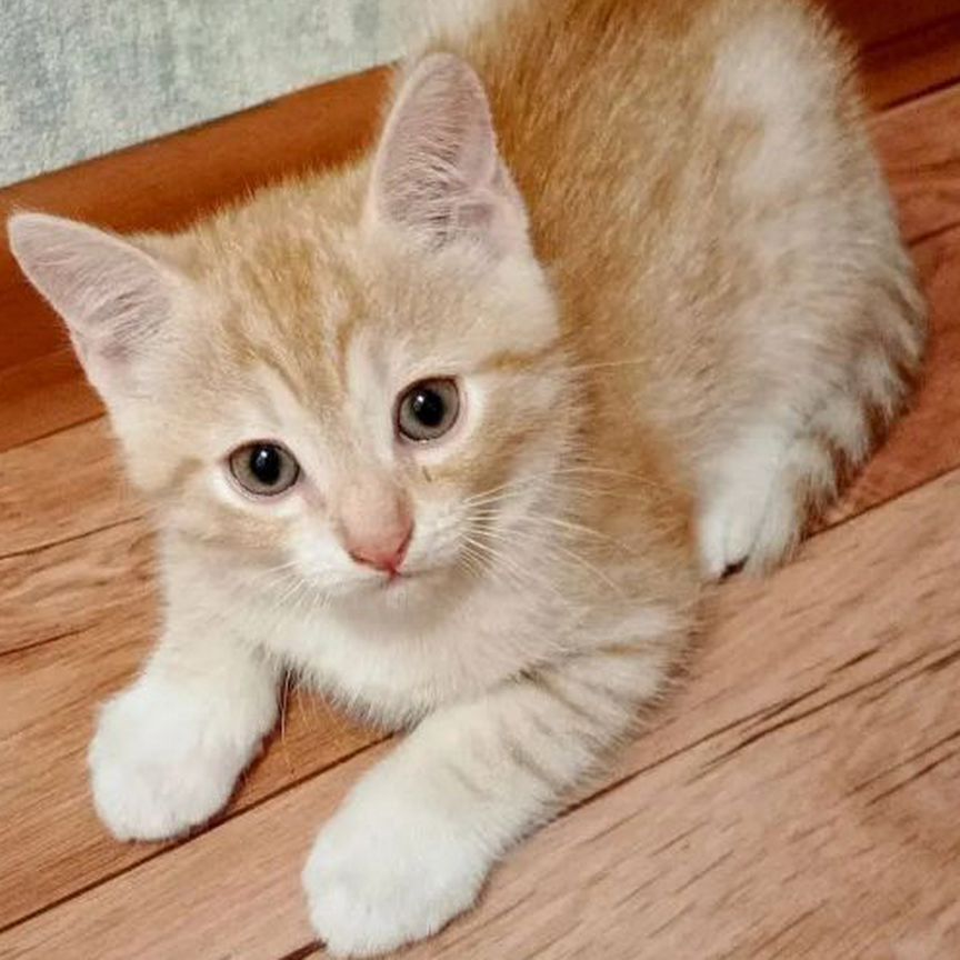Котёнок в добрые руки
