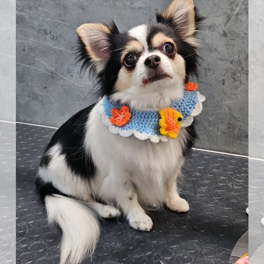 Чихуахуа, взрослая собака