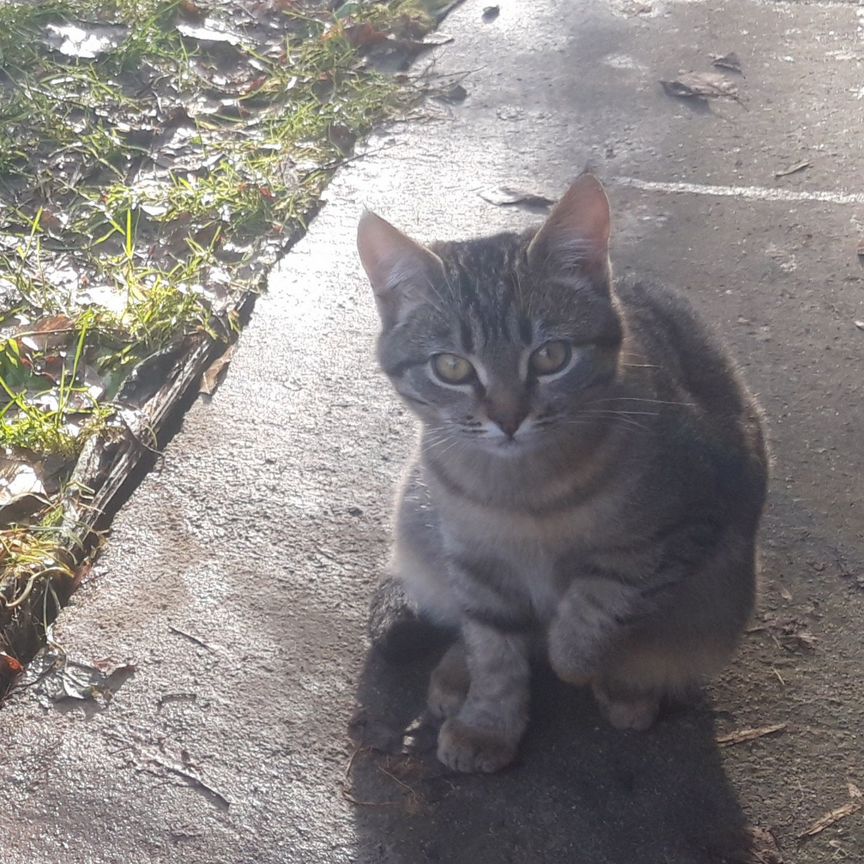 Мальчик тигровый