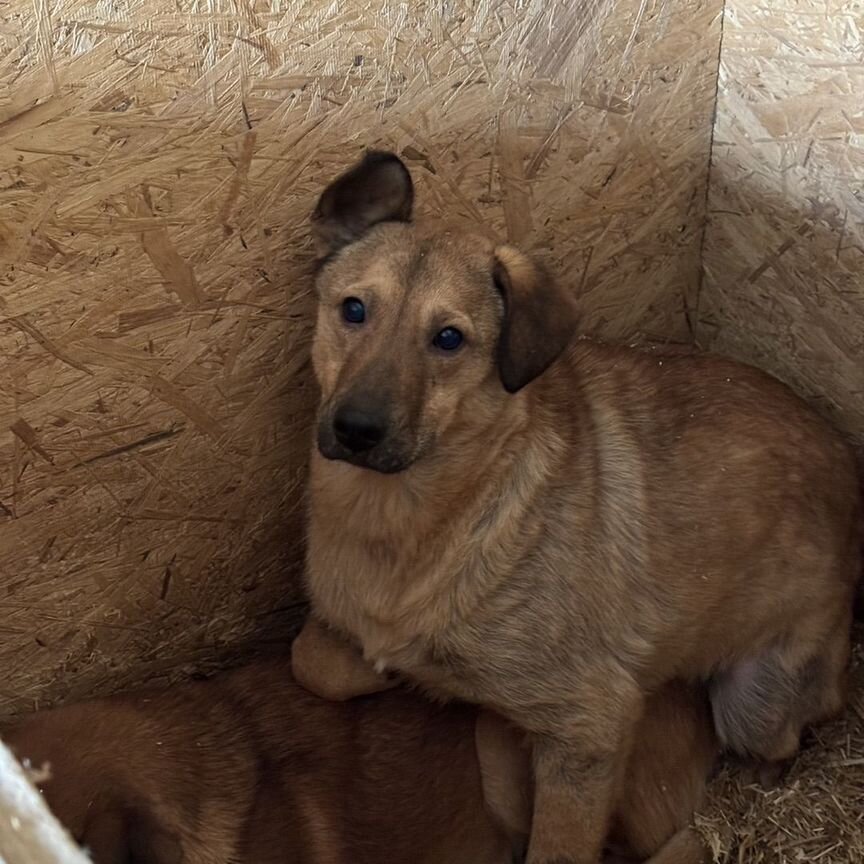 Собаки хотят гулять