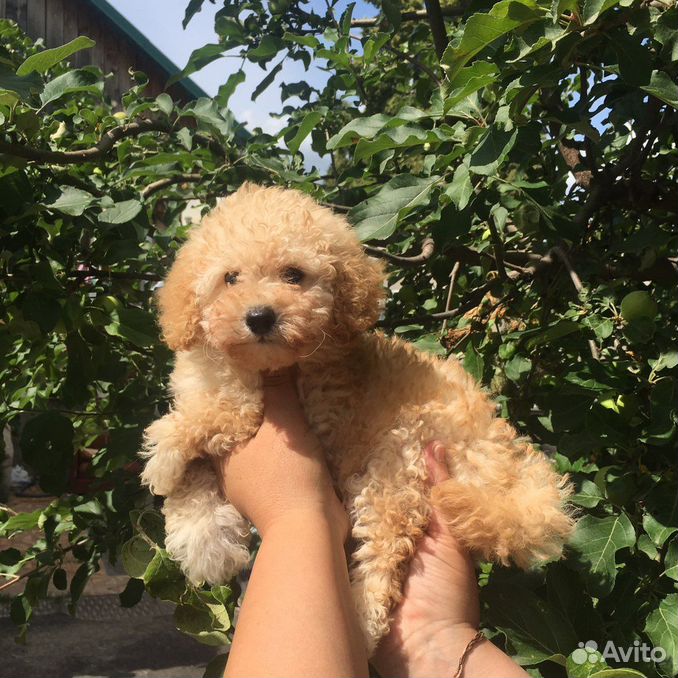 Златовласка. Девочка карликового пуделя