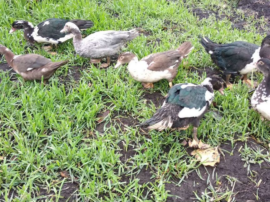 Мускусные утки