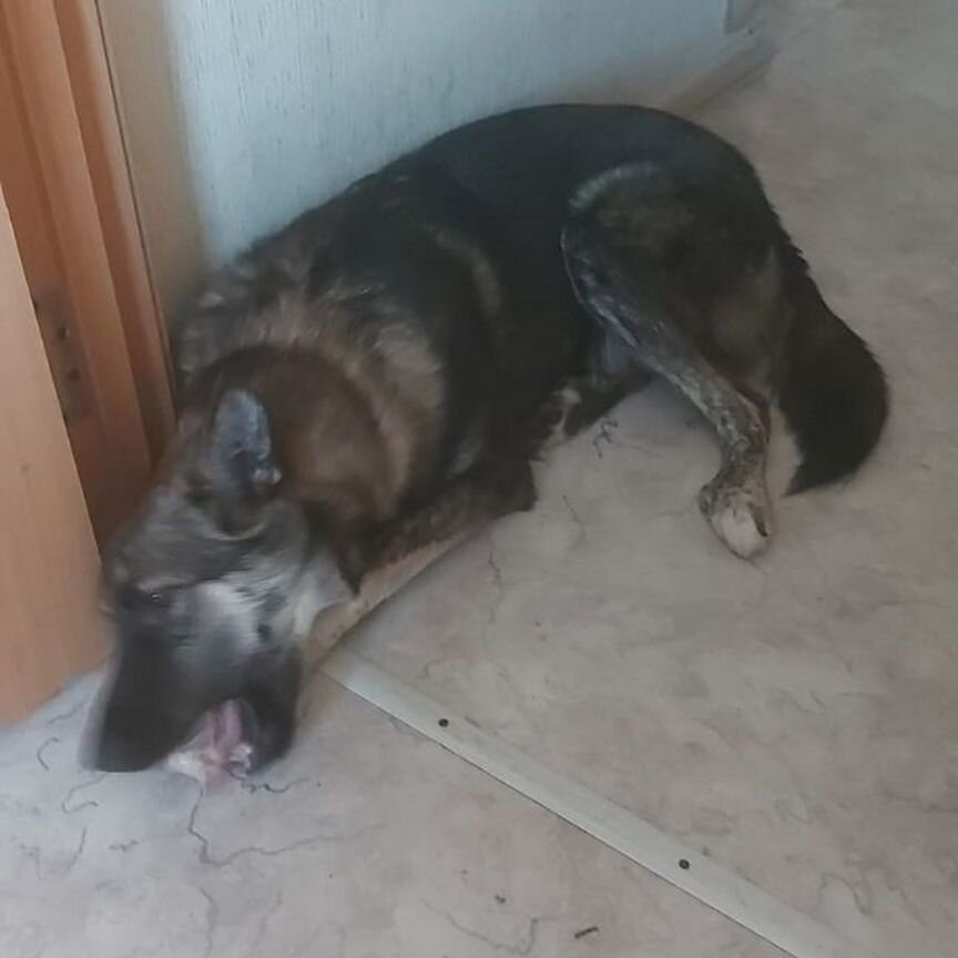 Потерялась собака