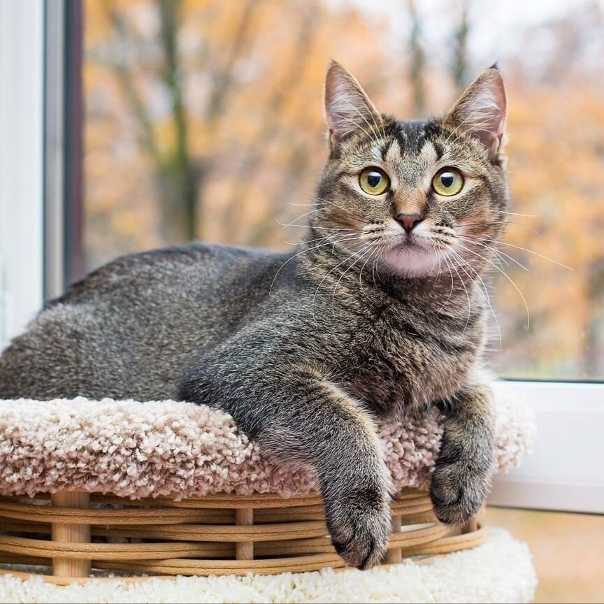 Малаховку никто не замечает