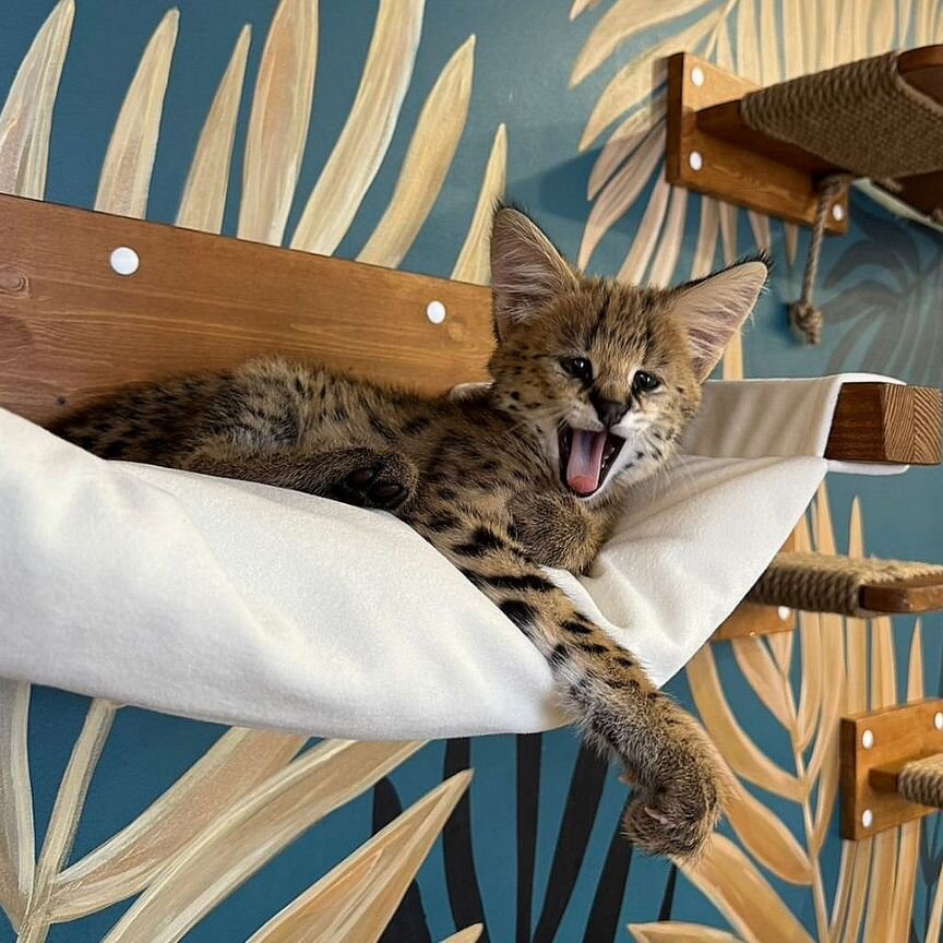 Игровые комплексы для кошек