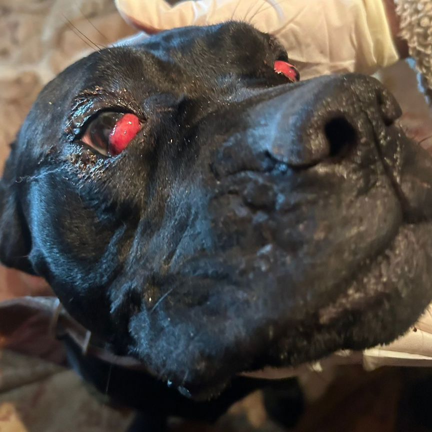 Кане-корсо, взрослая собака