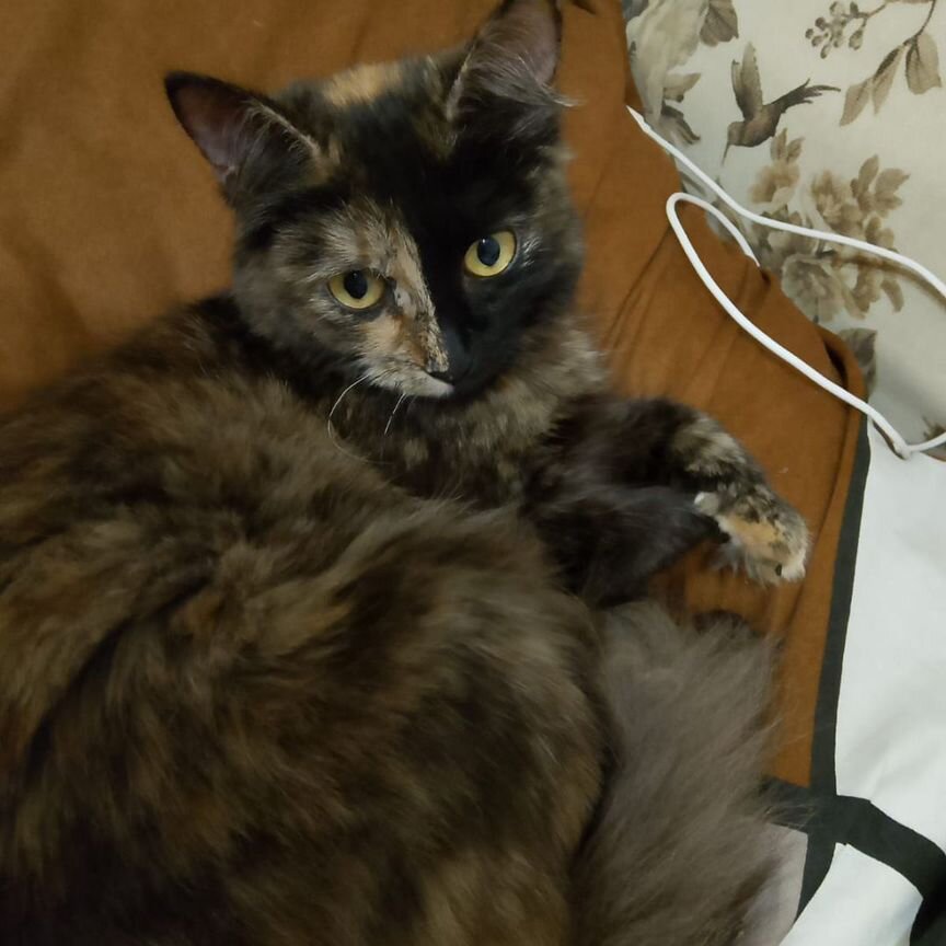 Котёнок