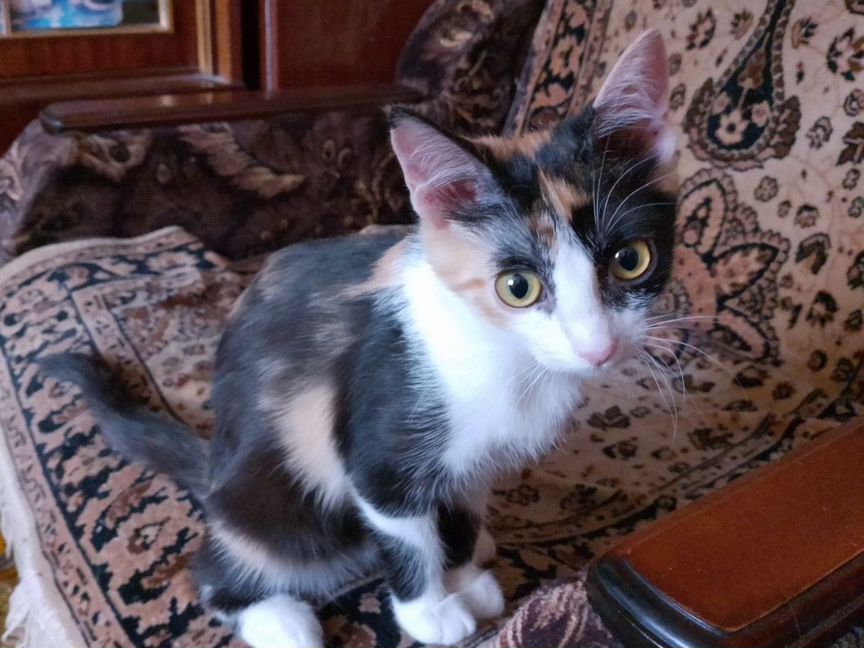 Котёнок (девочка) 4 мес. (бесплатно)