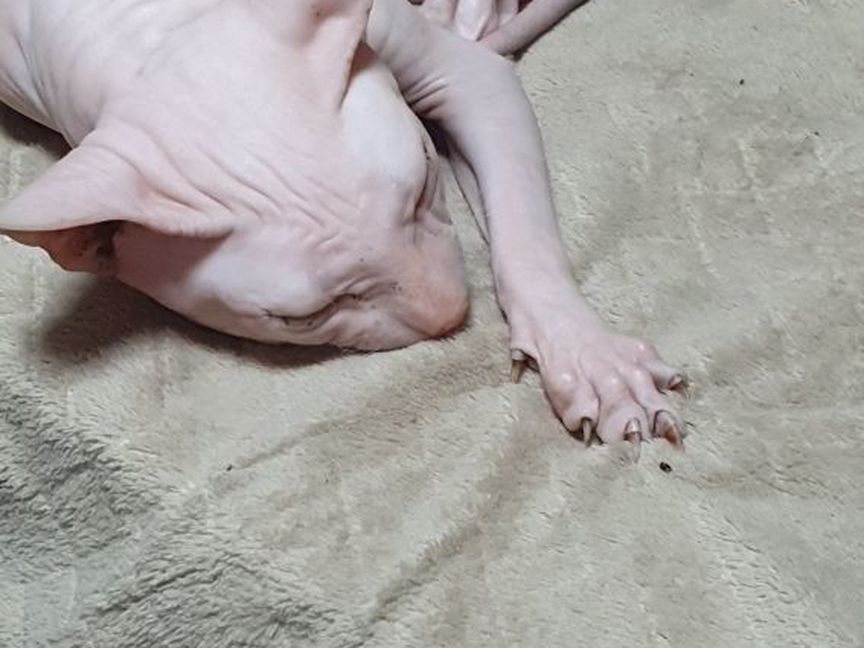 Котики сфинксы