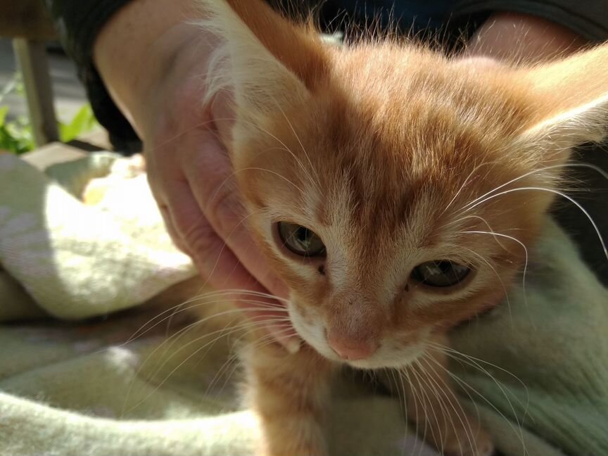 Отдадим бесплатно симпатичных котят