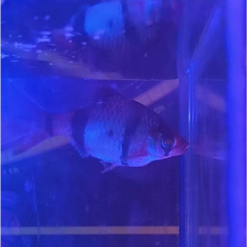 Аквариумные рыбки