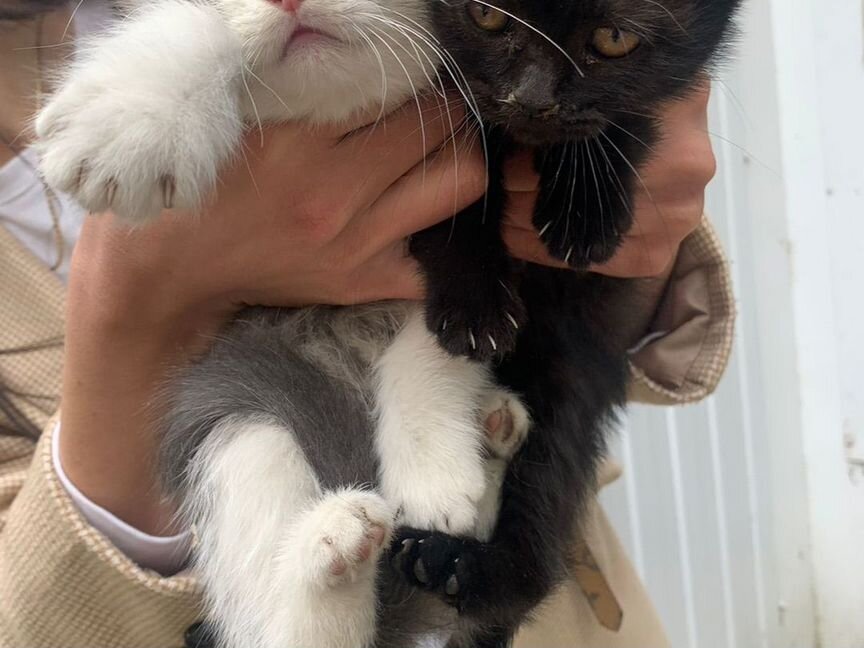 Котята ищут дом