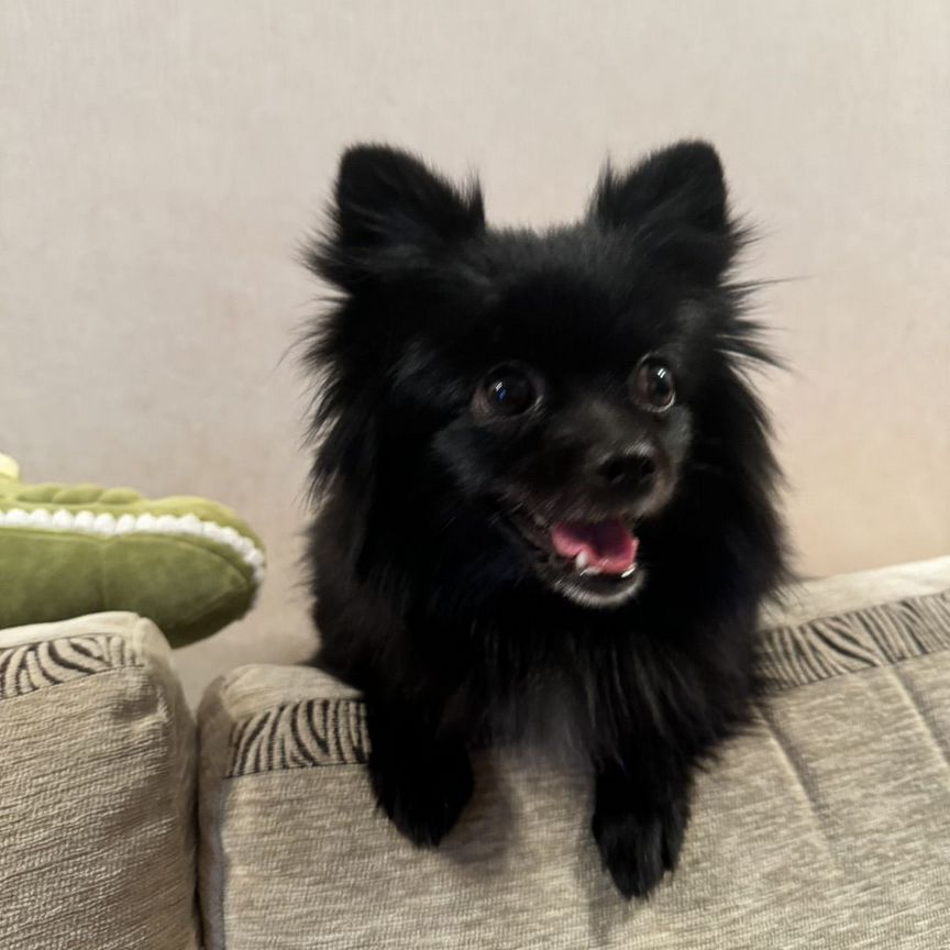 Шпиц померанский мини