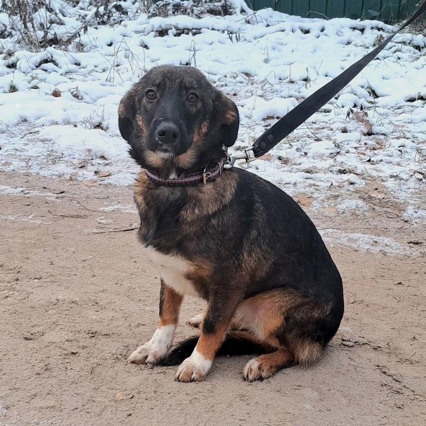 Собака в добрые руки