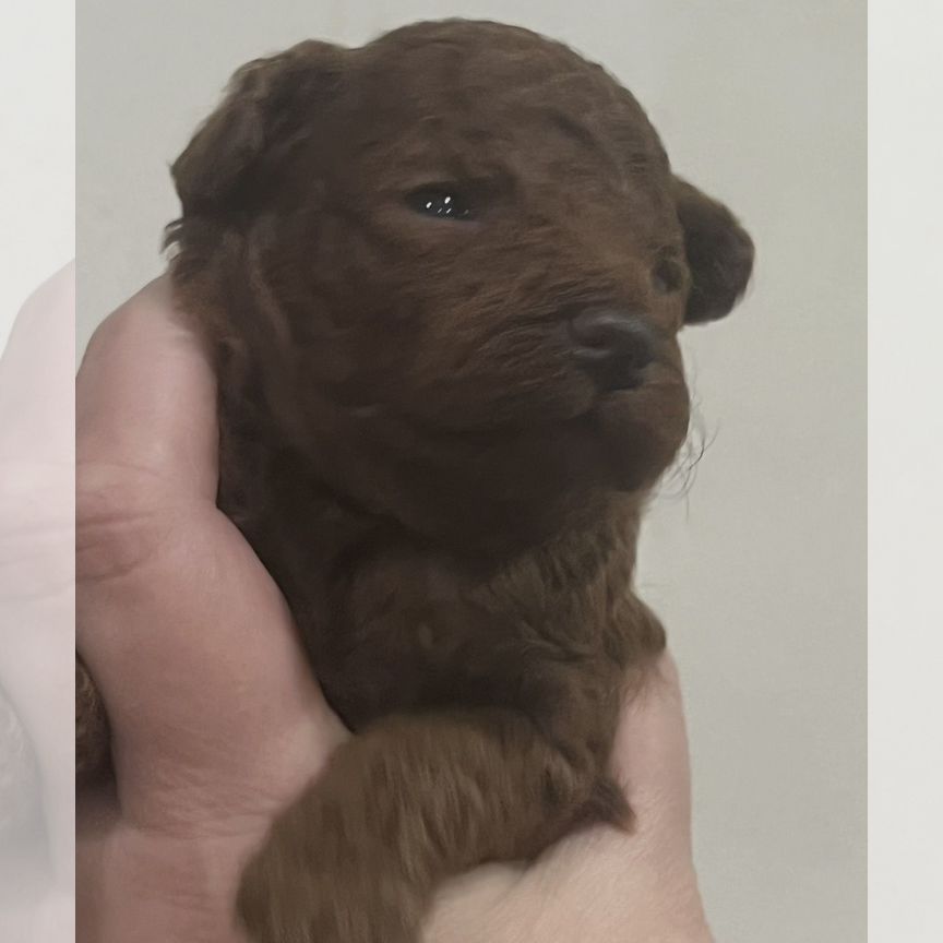 Той-пудель, щенок