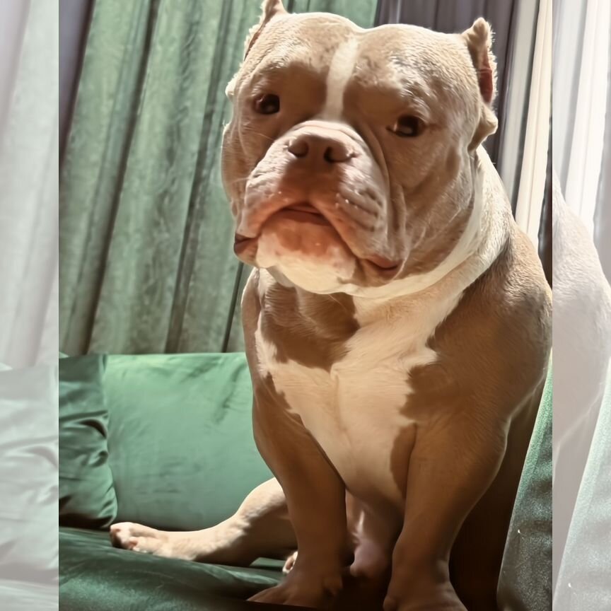 Американский булли, щенок