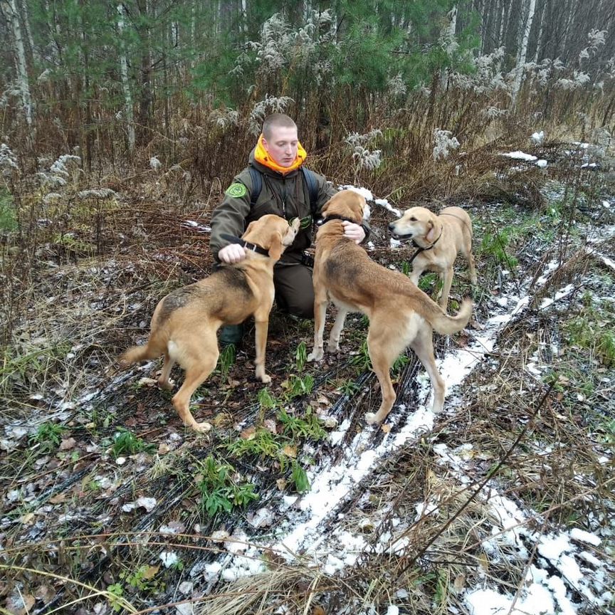 Русские гончие собаки