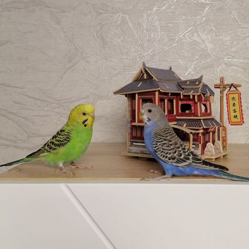 Волнистый попугай