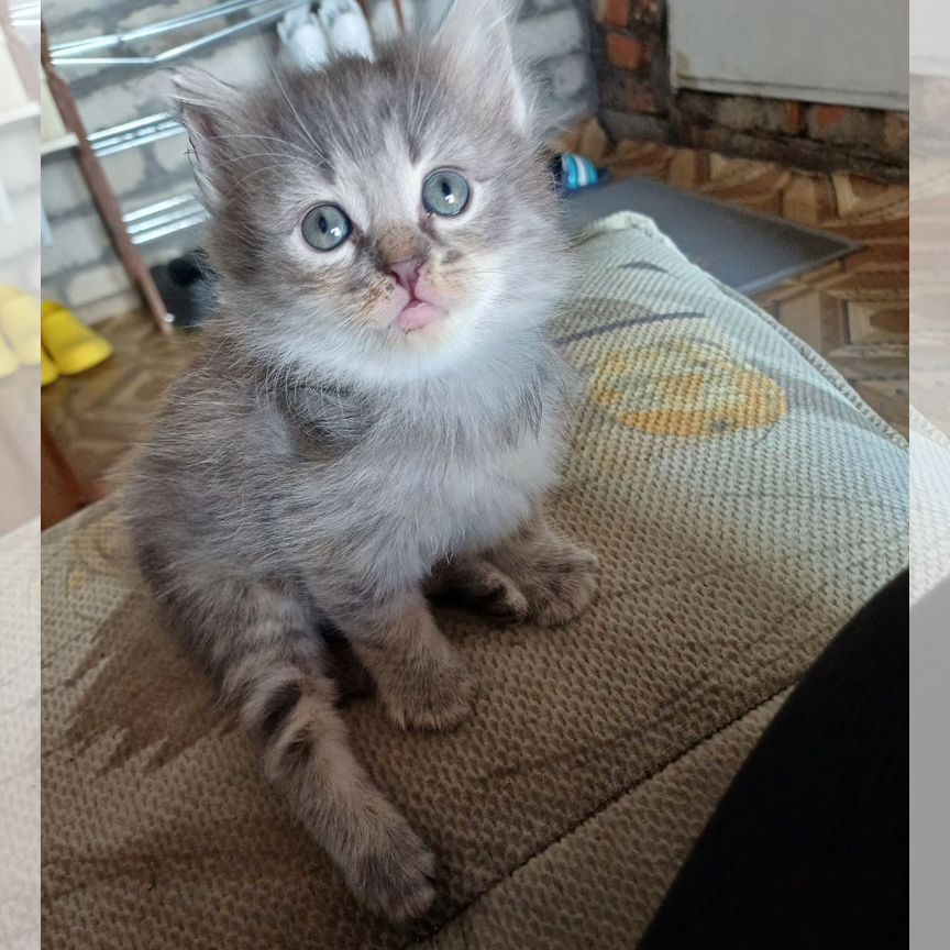 Котята