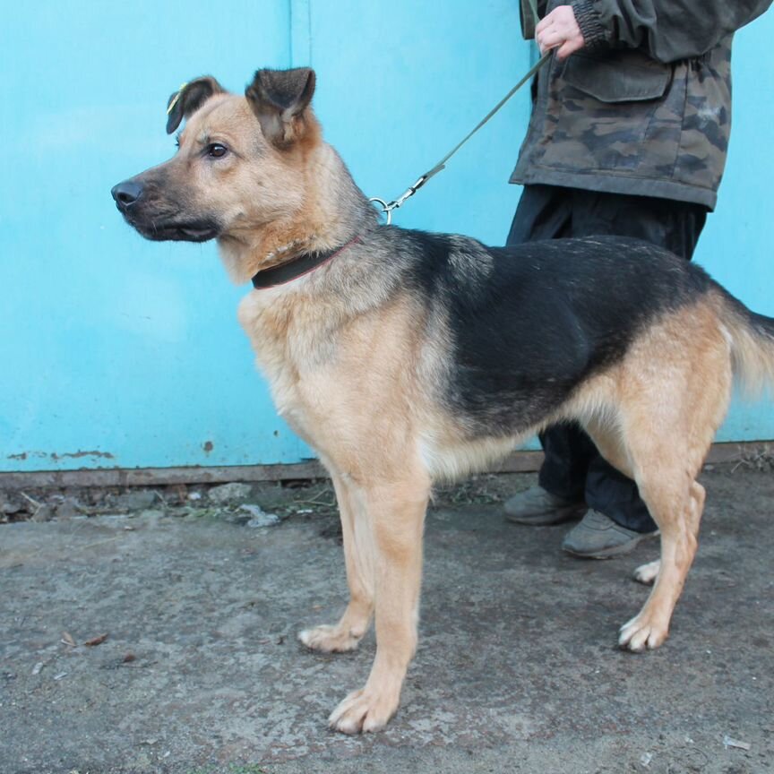 Альма в добрые руки