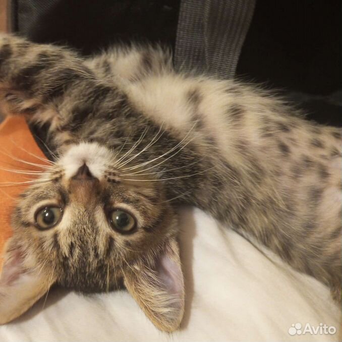 Отдам котенка (шотландец)