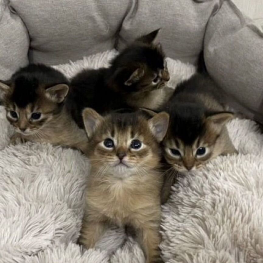 Котята