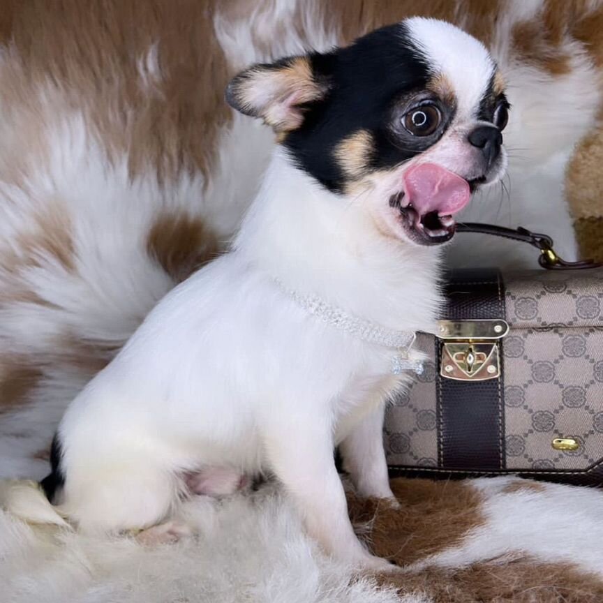 Чихуахуа Взрослый Мальчик РКФ