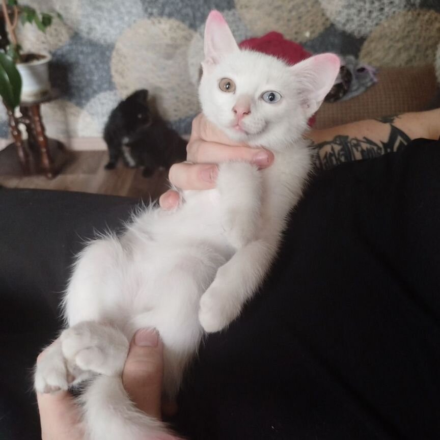 Котёнок в добрые руки