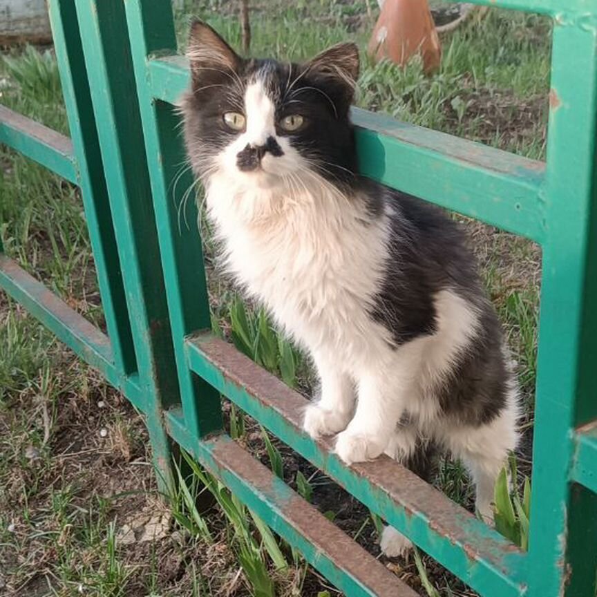Отдам кошечек