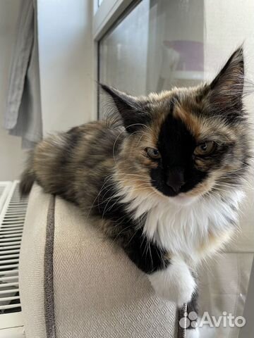 Кошка смесь бенгальской и сибирской