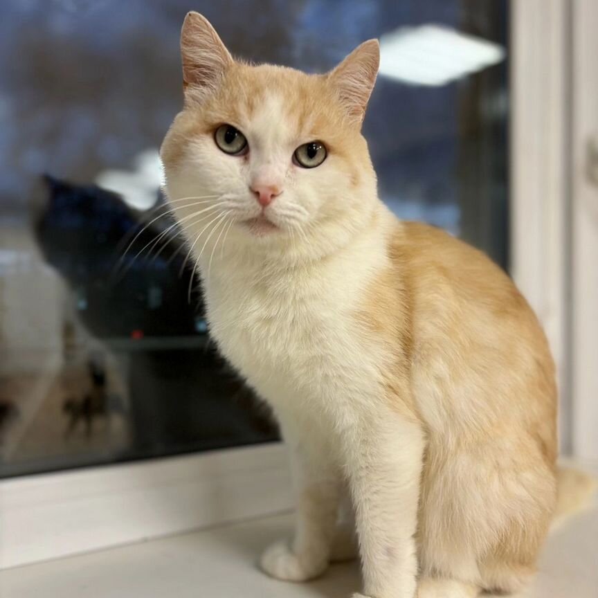 Кот Алтай ищет дом