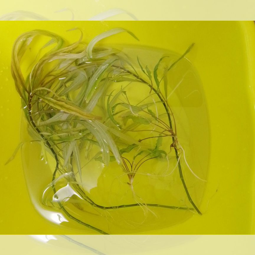 Аквариумное растение