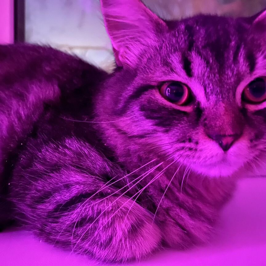 Шотладский кот