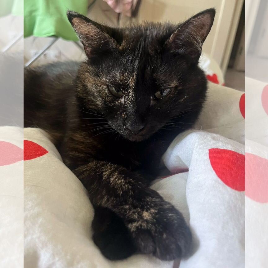 Отдам в добрые руки