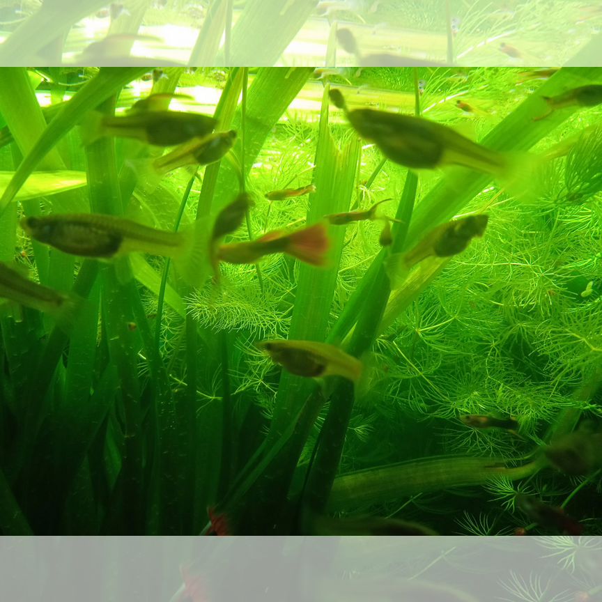 Аквариумные рыбки гуппи