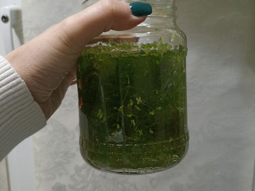 Роголистник+ ряска