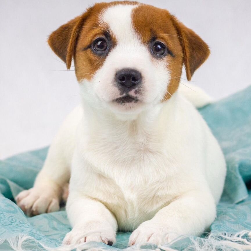 Джек-рассел-терьер, щенок