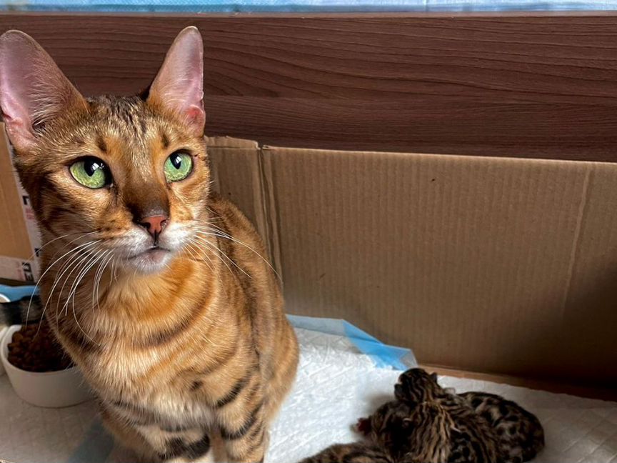 Бенгальские котята
