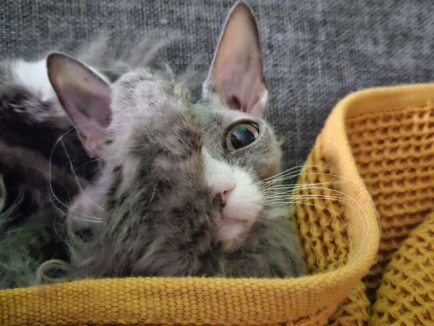 Кошечка ищет нового хозяина