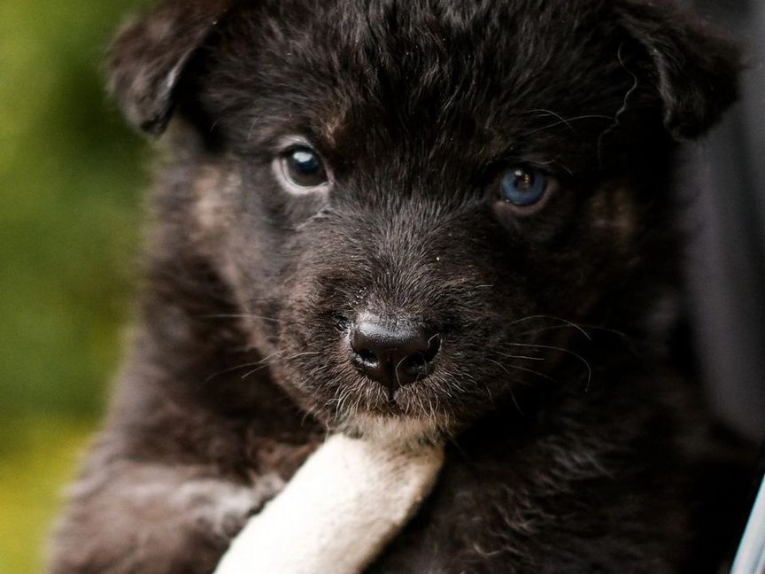 Щенок с голубым глазом / приют