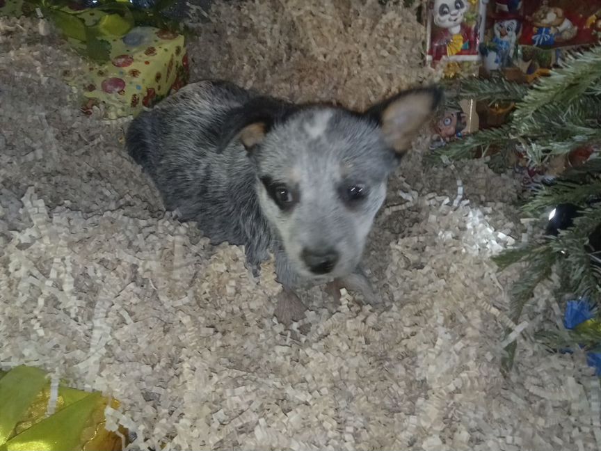 Щенки