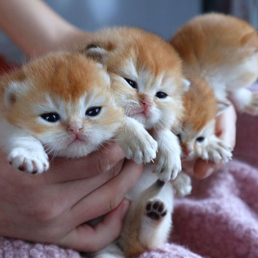 Британские котята золотая шиншилла